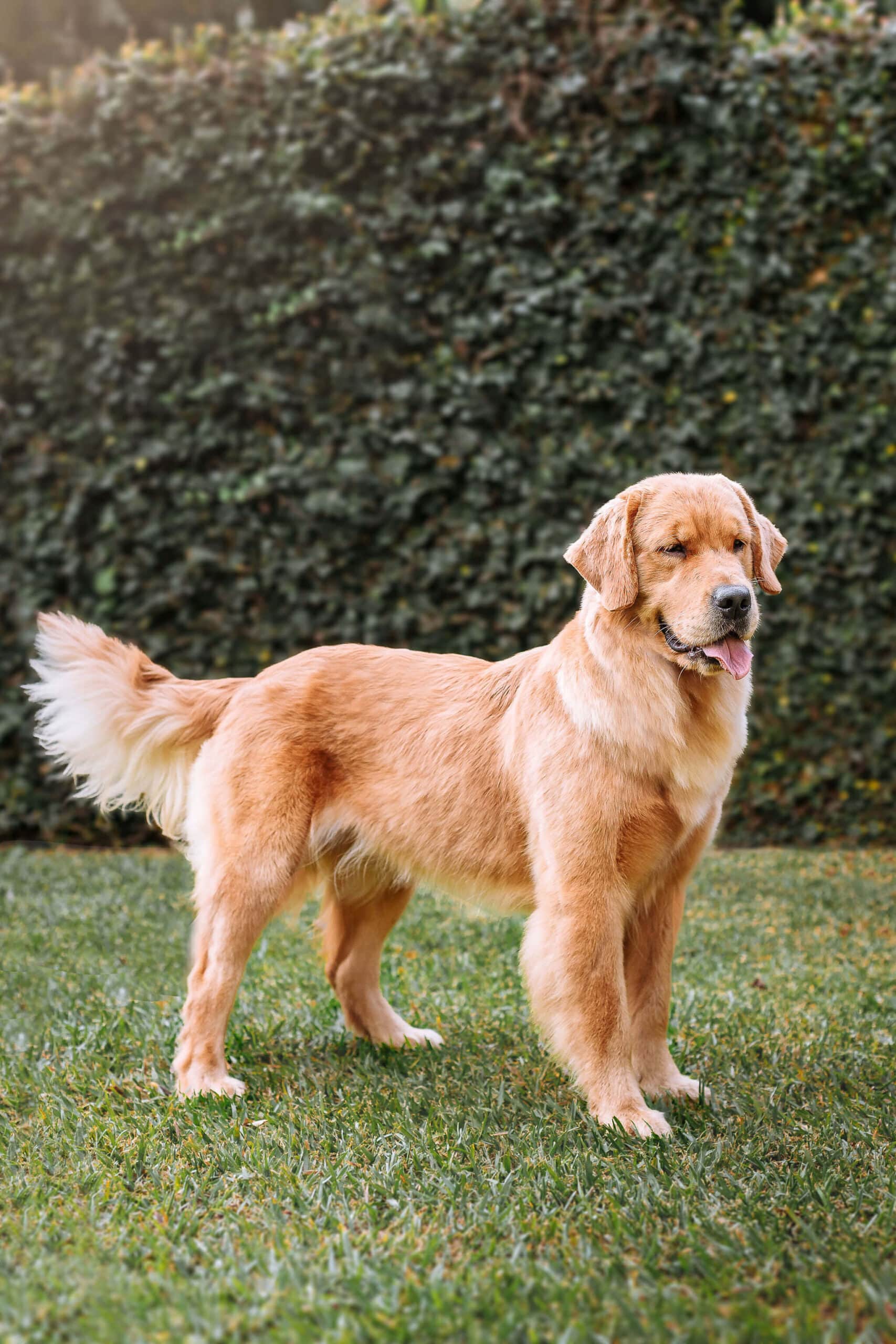 Canil Trevo Dourado - Criação de Golden Retriever